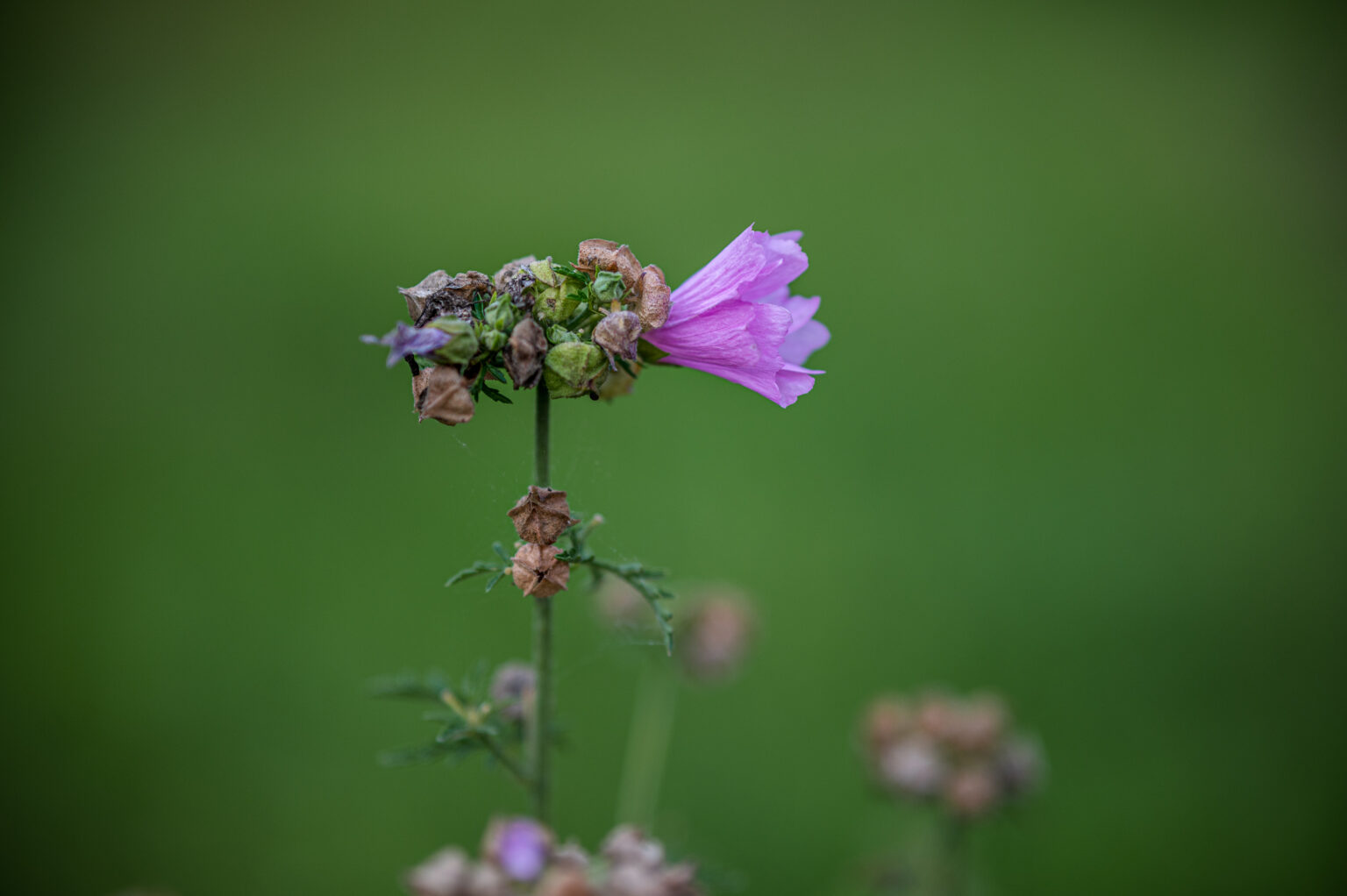 VILTROX AF 85mm f/1.8 – Sample Image Albums