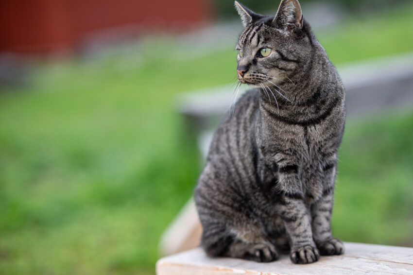 VILTROX AF 85mm f/1.8 – Sample Image Albums